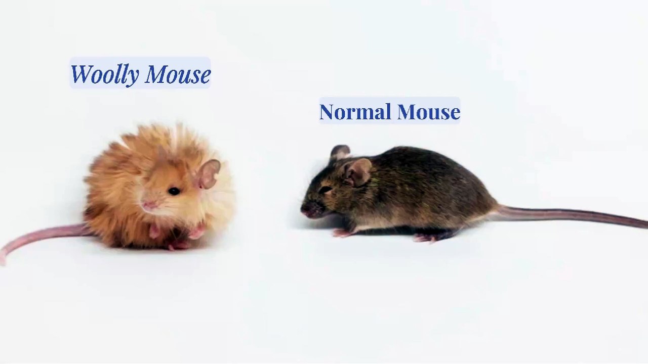🧬 Scientists Create a ‘Woolly Mouse’ with Mammoth Traits – A Step ...