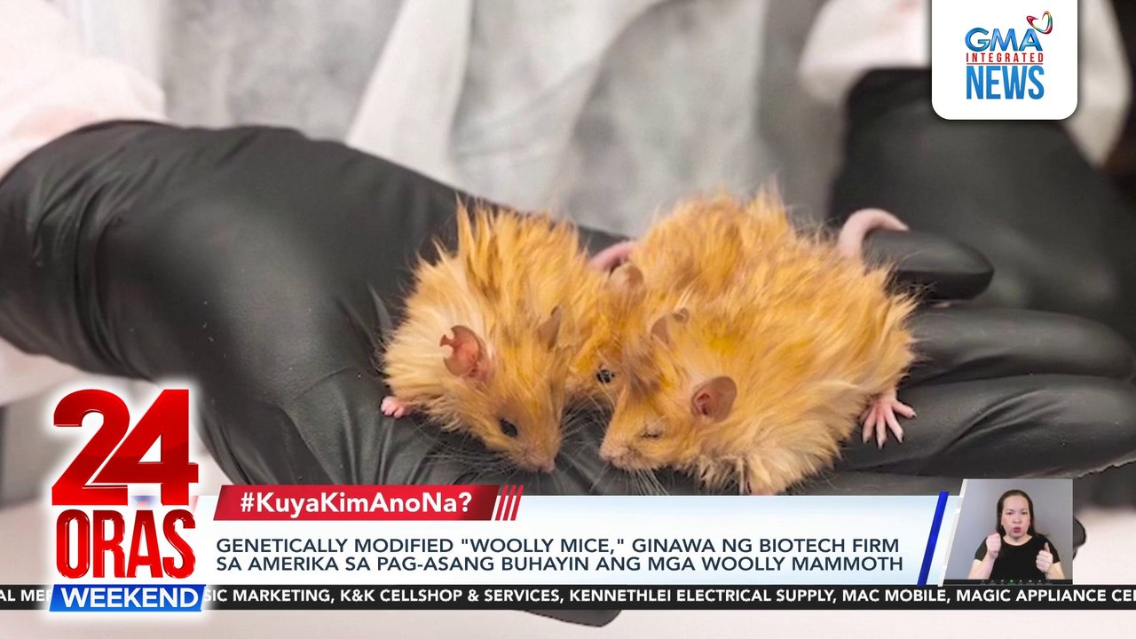 Genetically modified "woolly mice," ginawa ng biotech firm sa Amerika ...