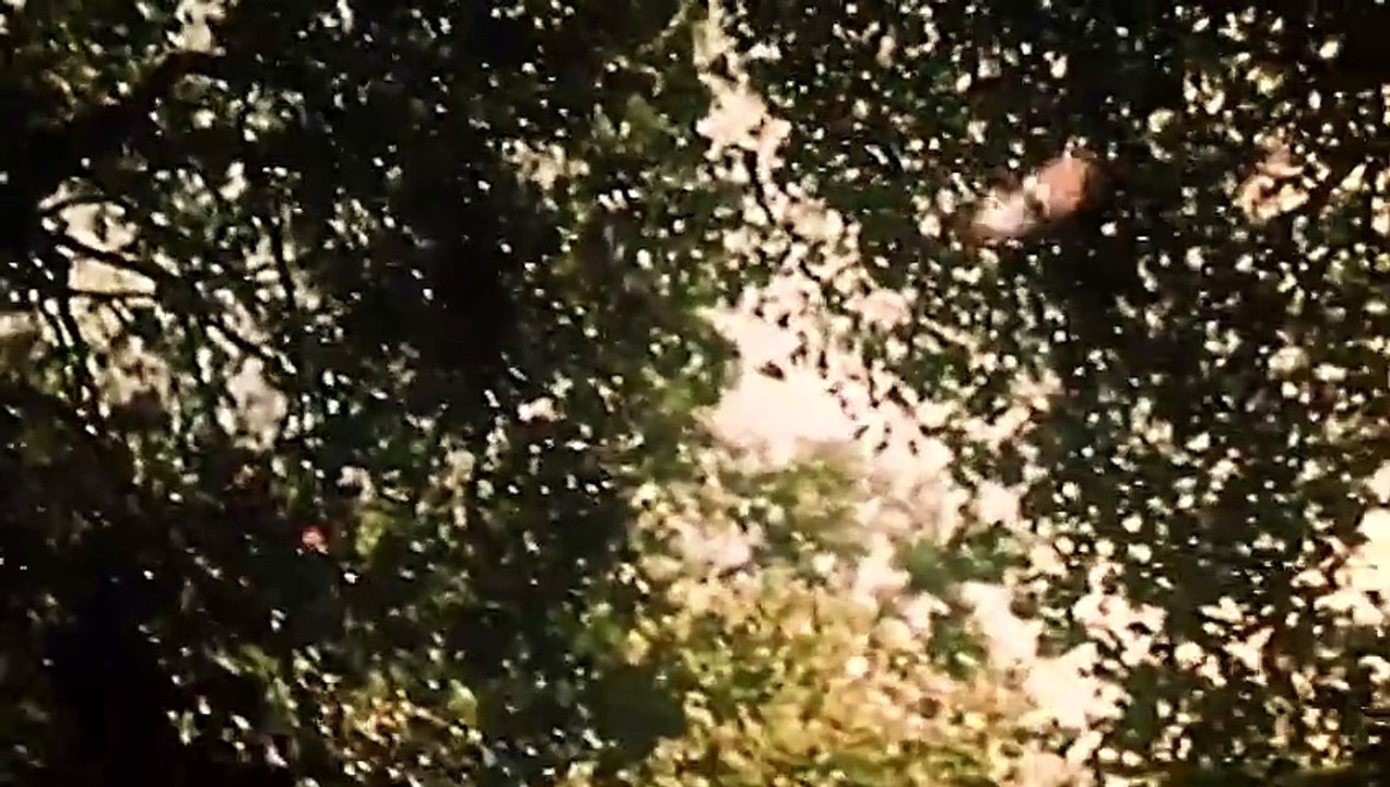 What's The Oldest Tree On Earth? - video Dailymotion