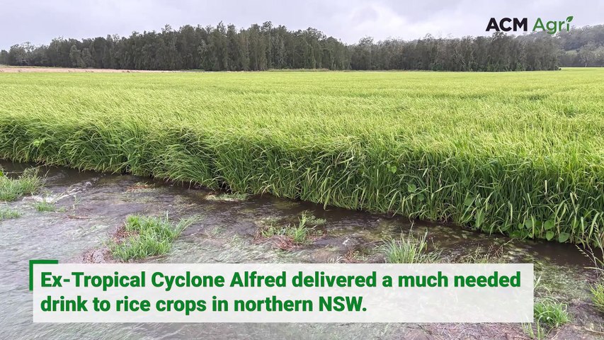 Rice farmers rejoicing as cyclone saturates crops in northern NSW | The ...