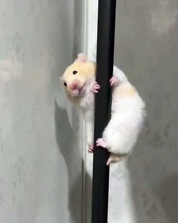 🐹 Welcome to the ultimate HAMSTER show! 🐹 In this adorable video, we ...