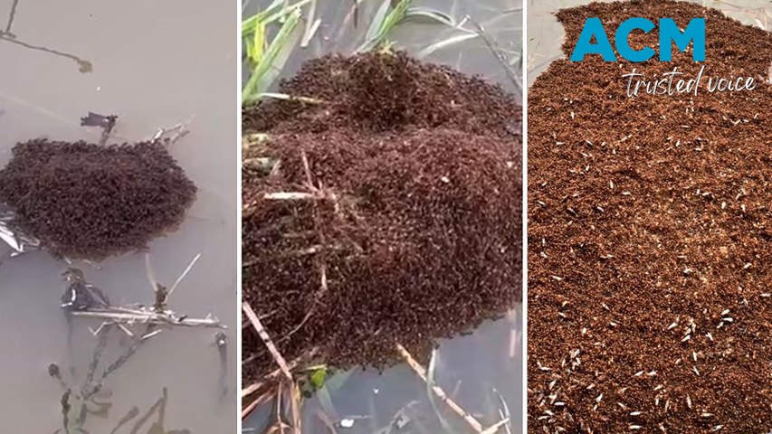 Horror 'fire ant' rafts forming in post-Cyclone flood aftermath | The ...