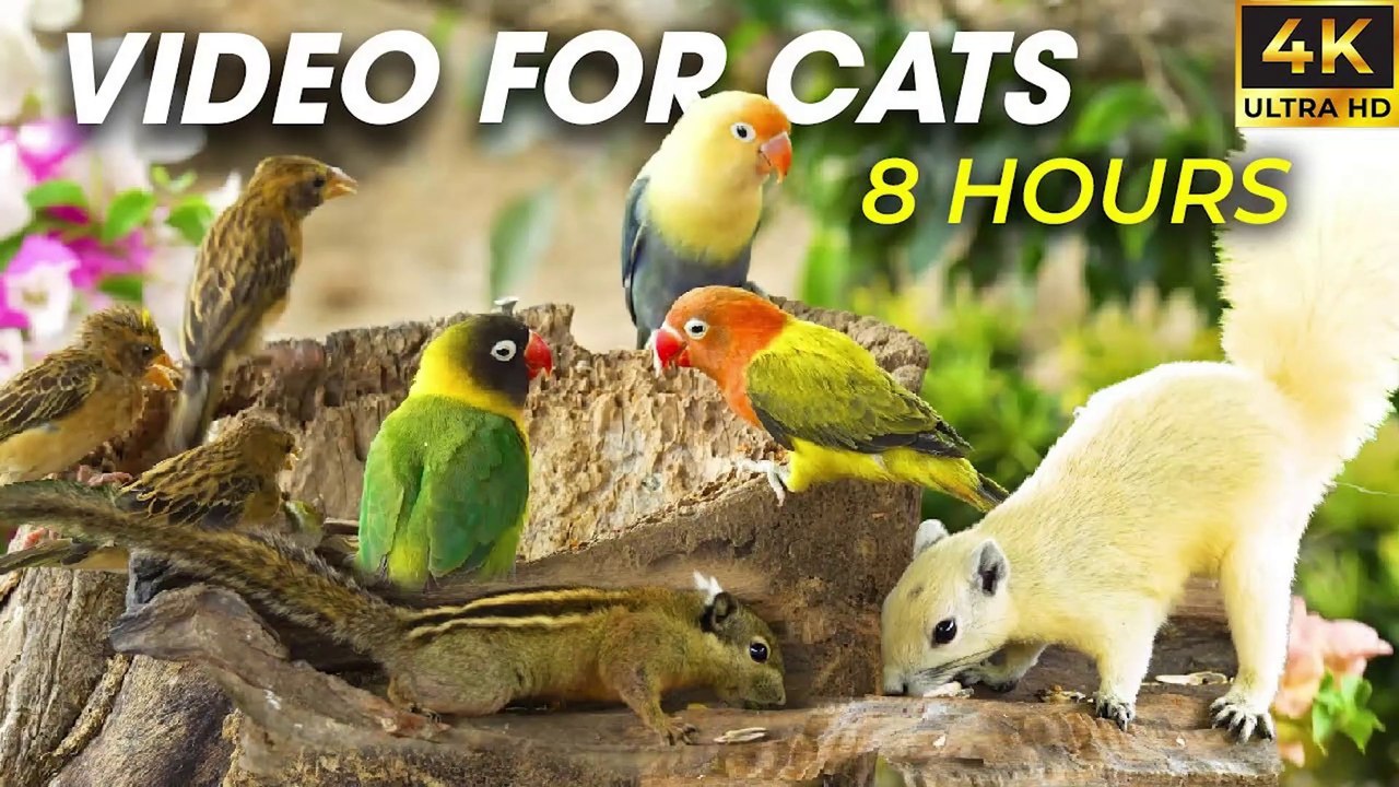 Non-Stop Fun for Your Kitty - The Best Video for Cats with Birds & Mice ...
