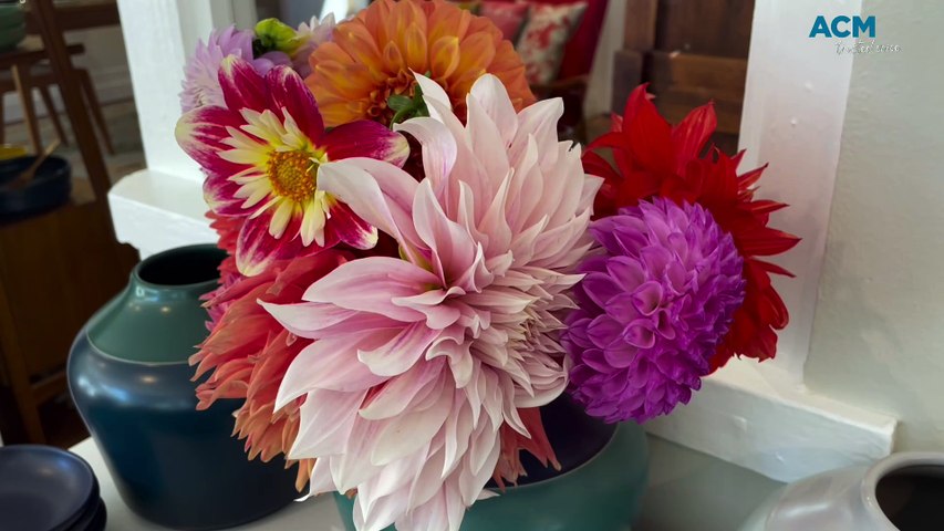 Bison has a new home in Pialligo | The Canberra Times | Canberra, ACT