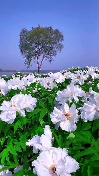 Colorful flowers in the rows,,,,,,,,,,,, - video Dailymotion