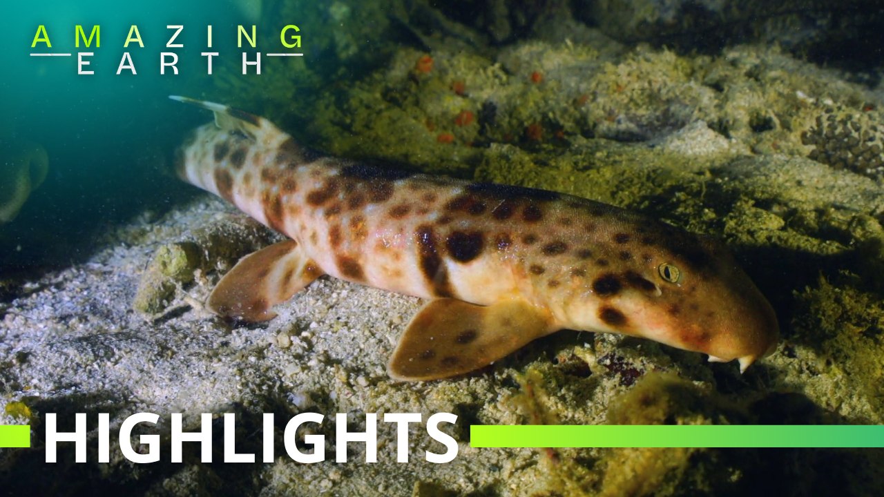 Amazing Earth: The walking epaulette shark! - video Dailymotion