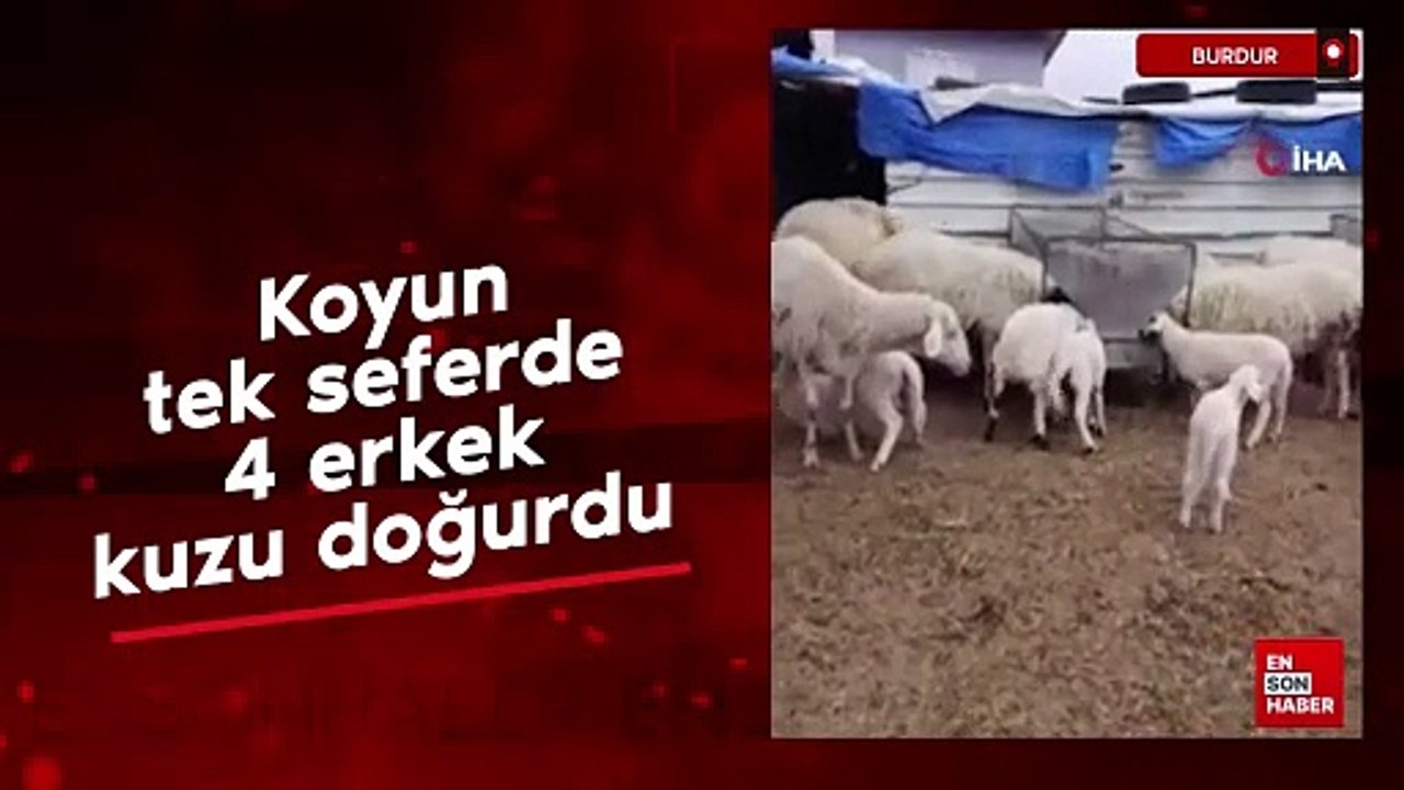 Burdur’da bir koyun tek seferde 4 erkek kuzu doğurdu - Dailymotion Video