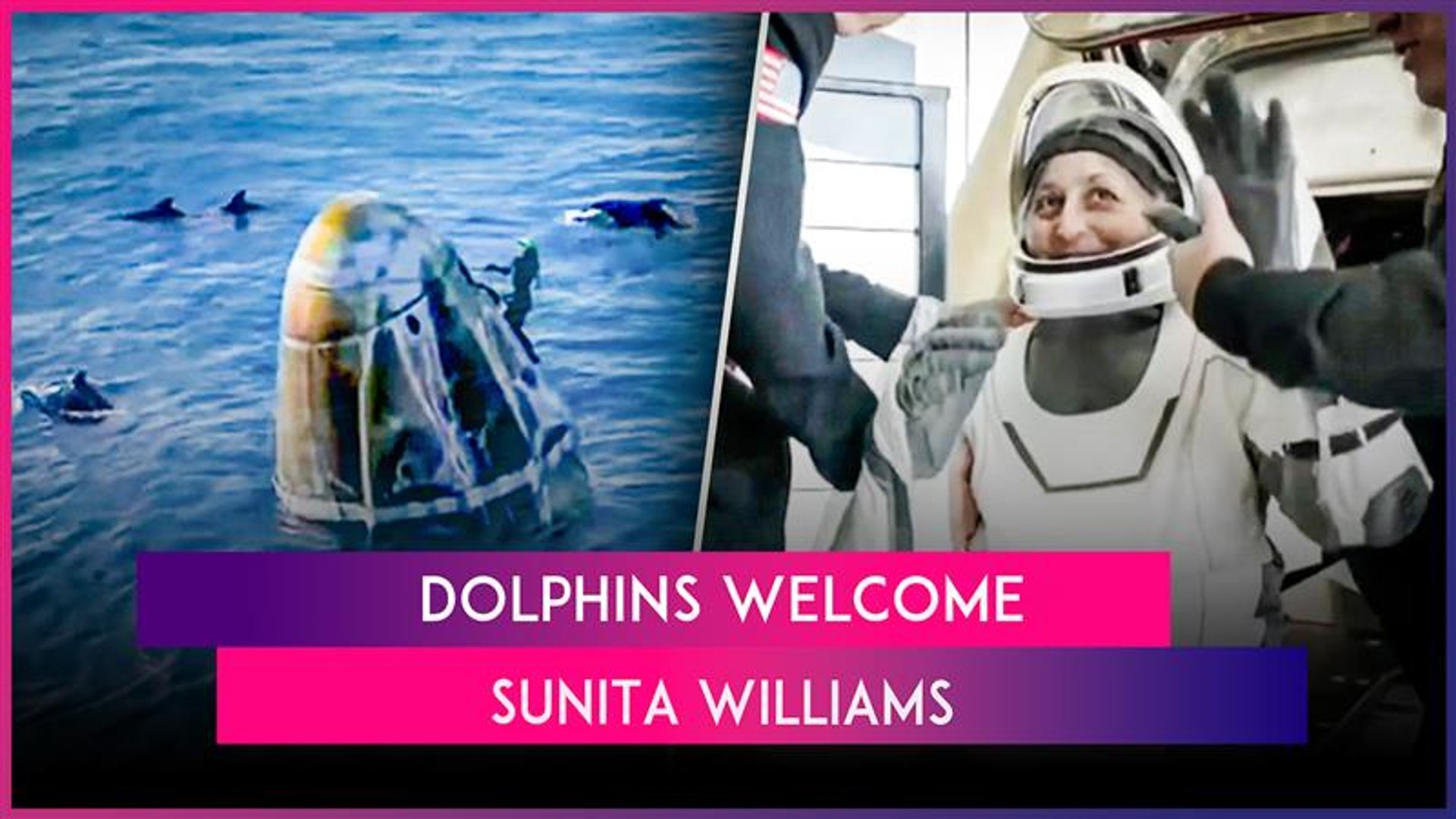 Spacex Capsule Dolphins