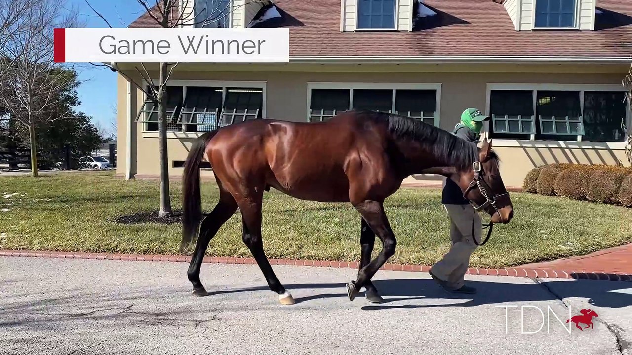 TDN Stallions: Game Winner - video Dailymotion