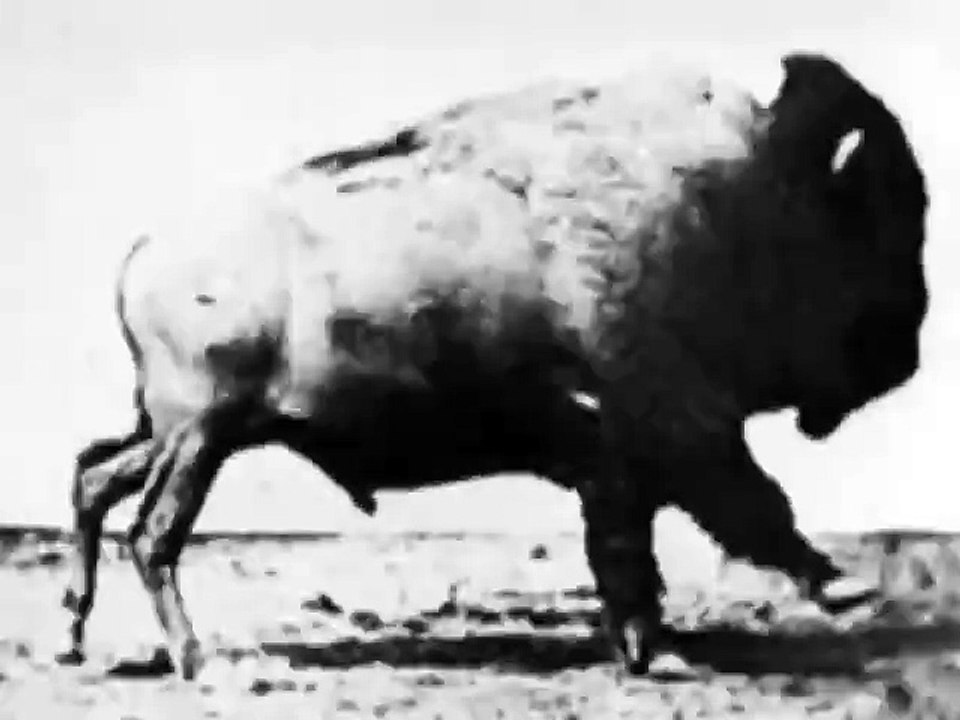 Buffalo Running 1883 Eadweard Muybridge, Very Early Film - Vídeo ...