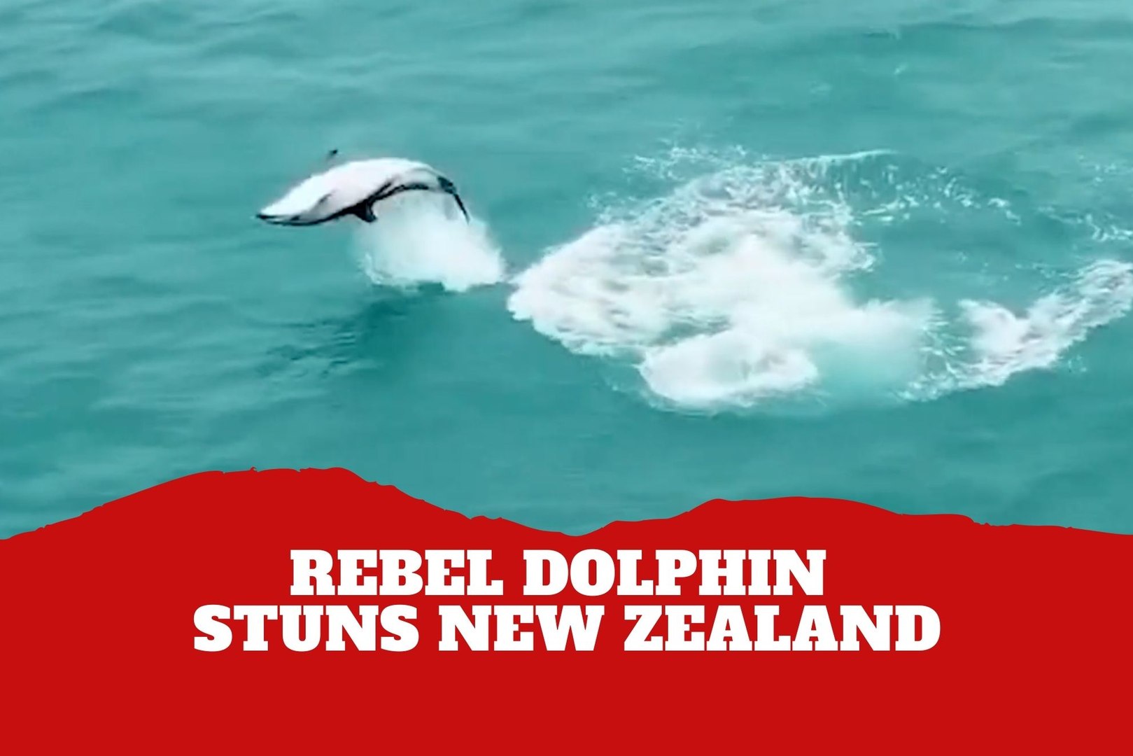 Rebel dolphin challenge his family swimming path in New Zealand - MARCA ...