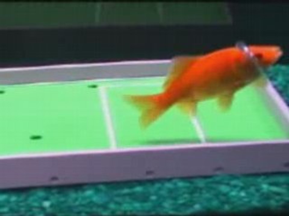 Un poisson rouge étonnant, Flipper en version mini! - Vidéo Dailymotion