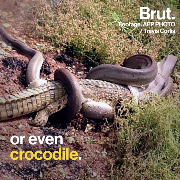 How snakes swallow their prey - video Dailymotion