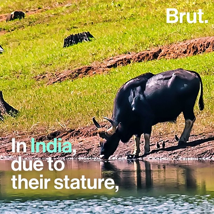 The gaur is the largest wild bovid in the world - video Dailymotion