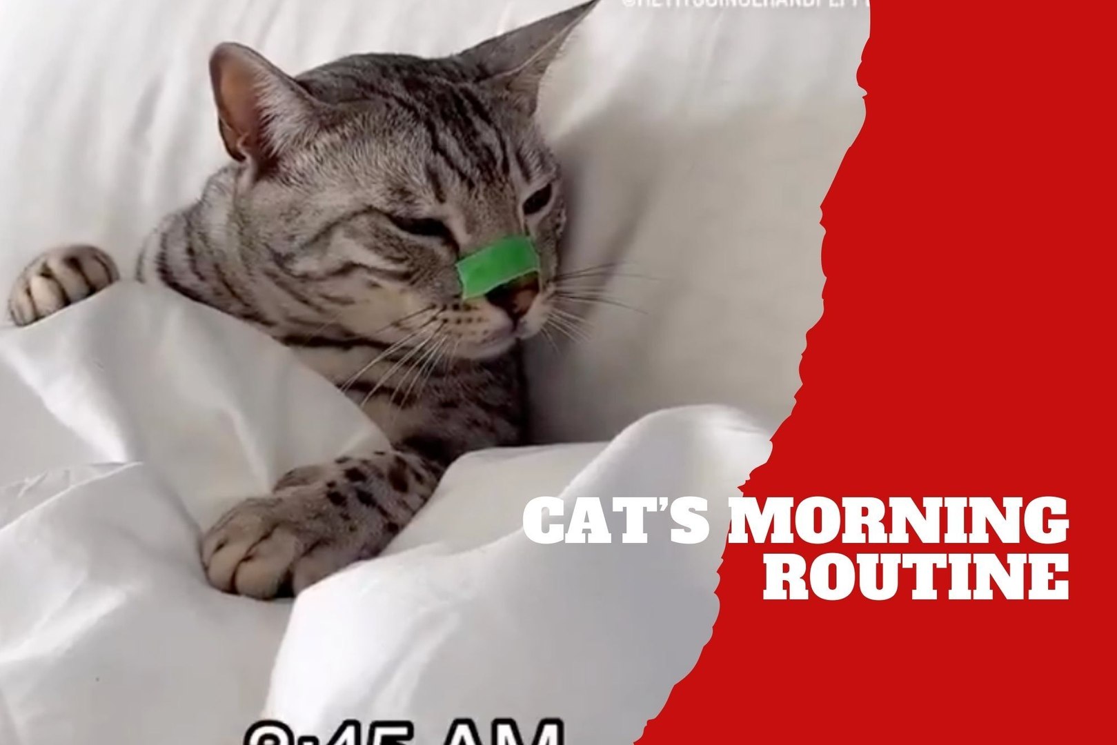 Best one yet! This cat mourning routine is hands down much better than ...