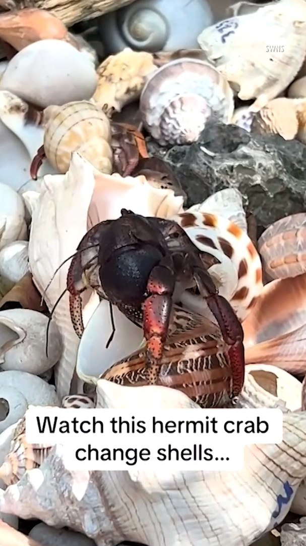 Hermit Crab Changing Shells Revealing Video Captures Rare Moment