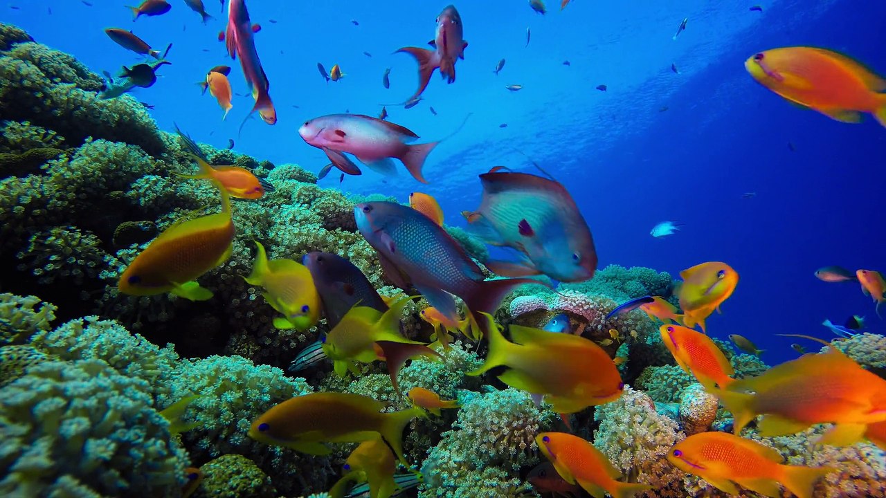 AMAZING Underwater World in 4K 60fps HDR Dolby Vision 🌊🐠 Ultra HD ...