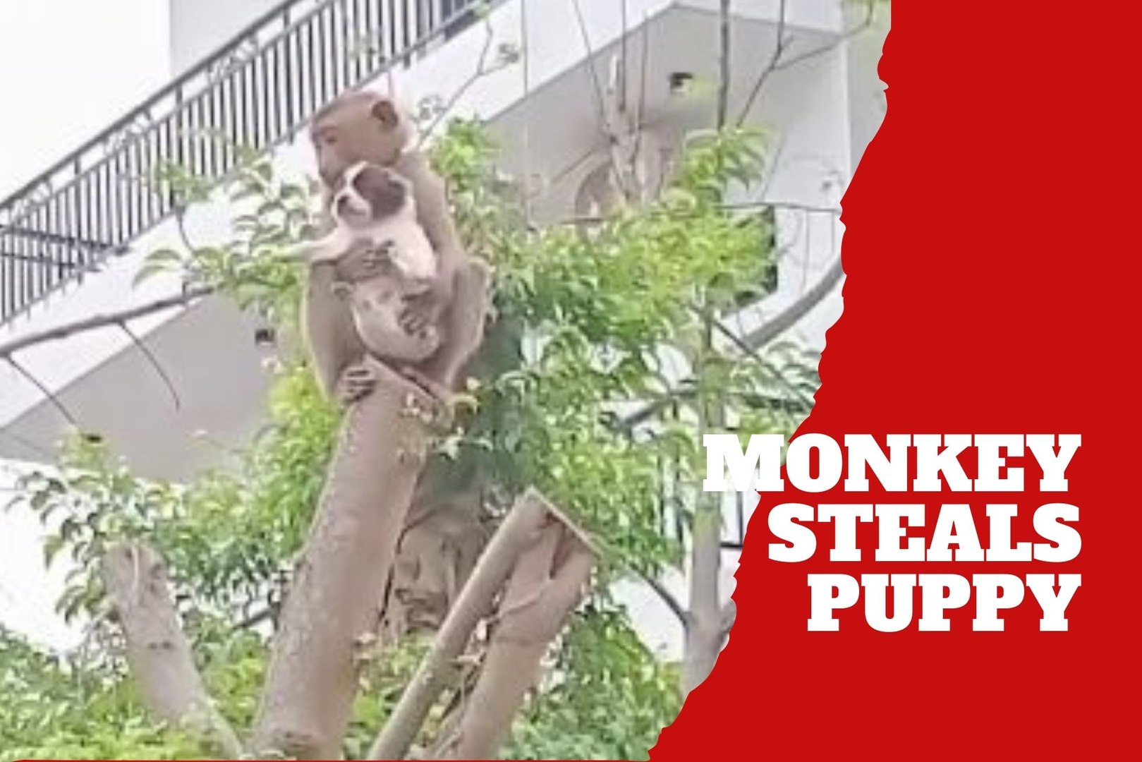 Monkey steals a helpless puppy and carries it up trees and lampposts ...