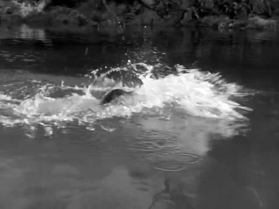 Tarzan's Hidden Jungle (1955) – Classic Adventure in the Wild - video ...