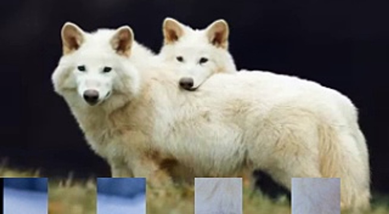 Scientists say they have resurrected the dire wolf - video Dailymotion