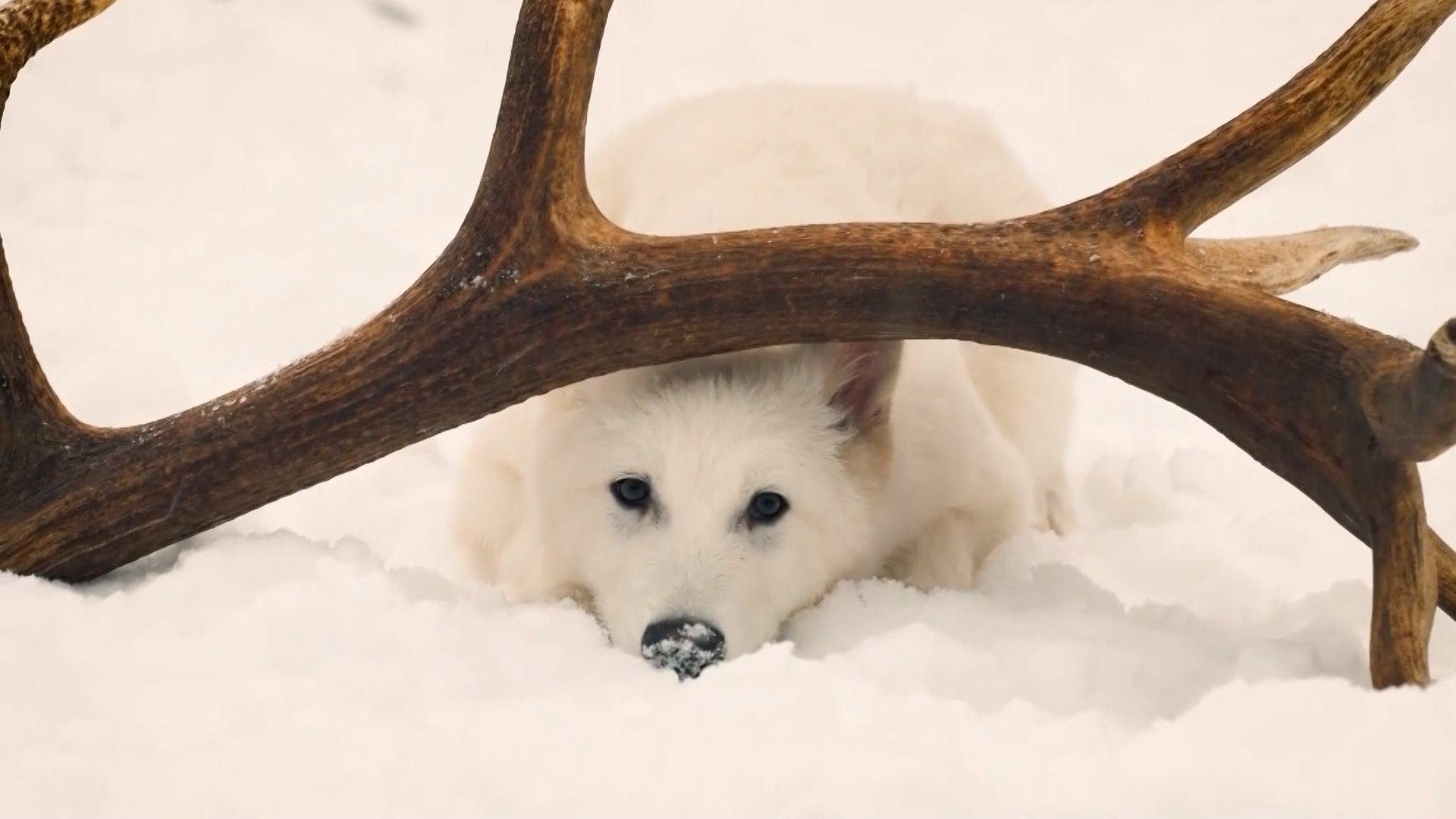 Fondo De Pantalla Del Lobo Huargo De La Casa Stark Se Revivió