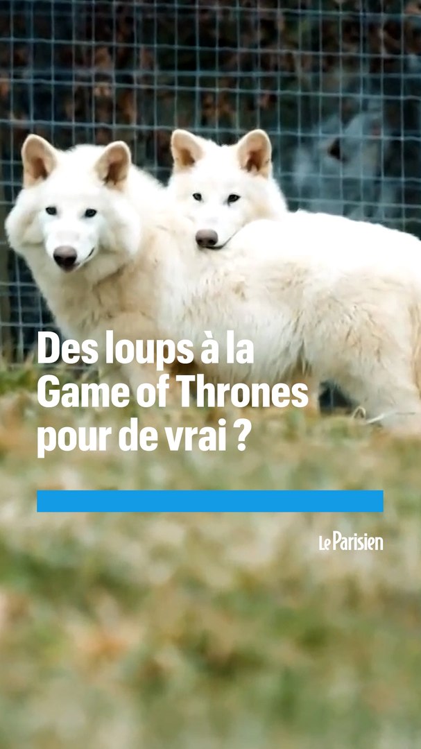 Crâne De Loup Terrible Quand Les Loups Semaient La Terreur Dans Le
