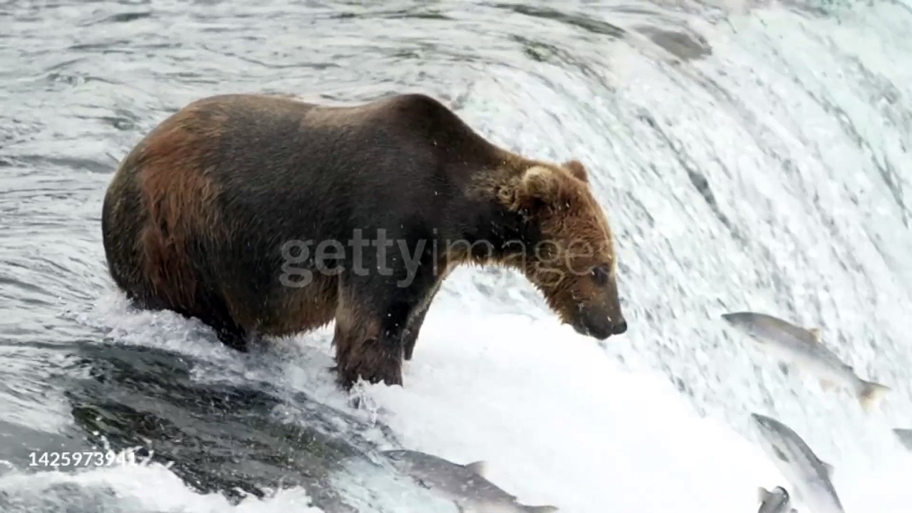 Brown Bear catches Sockeye Salmon after 3 attempts at Brooks. - video ...