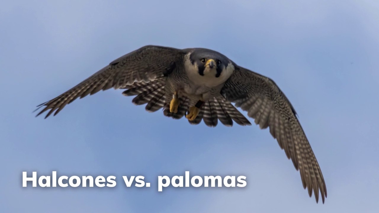 Halcon vs Paloma - Vídeo Dailymotion