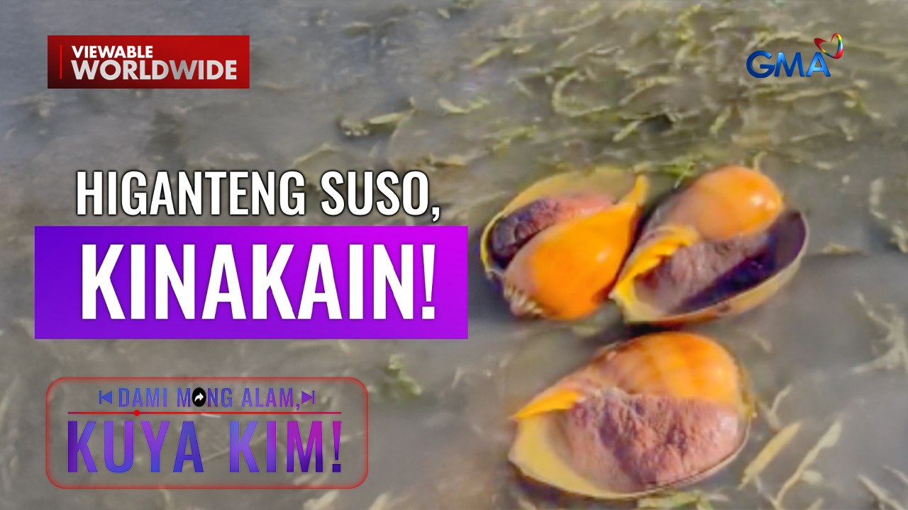Dambuhalang suso o binga, ligtas bang kainin? | Dami Mong Alam, Kuya ...