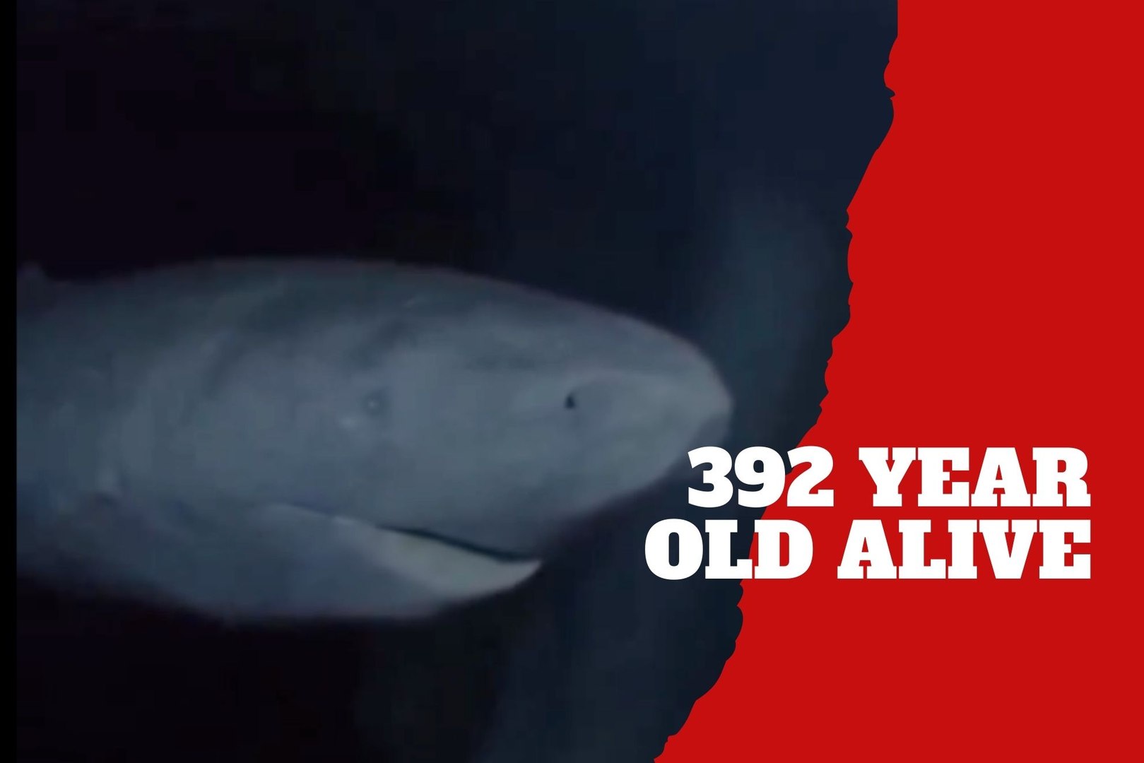 A 392-year-old Greenland shark was filmed wandering the Arctic Ocean ...