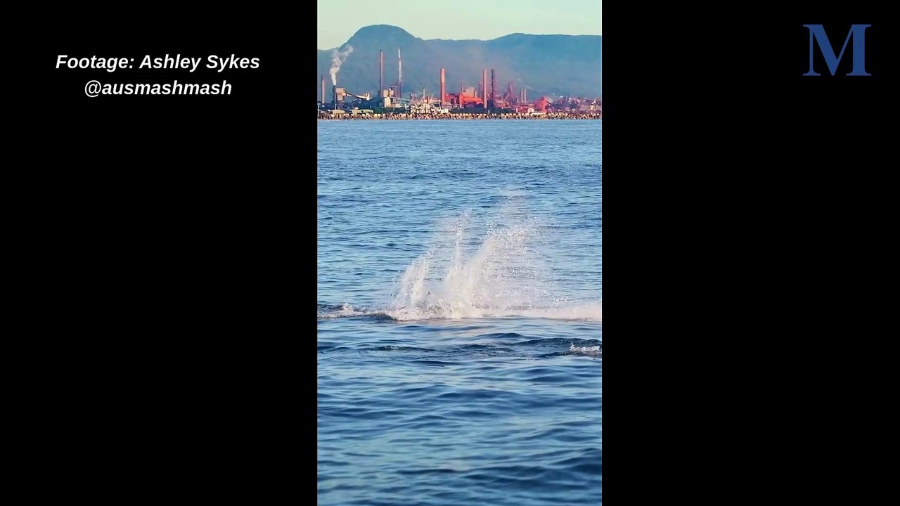 False killer whales | April 14, 2025 | Illawarra Mercury - video ...