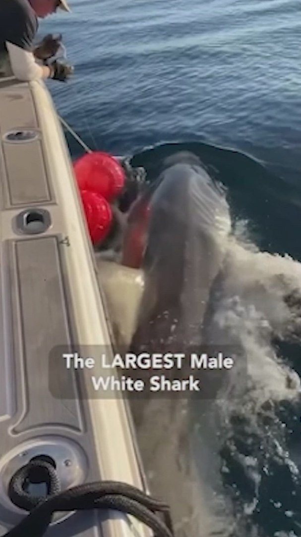 Monstruo Marino O Tiburón Un Tiburón Nodriza (género Ginglymostoma)
