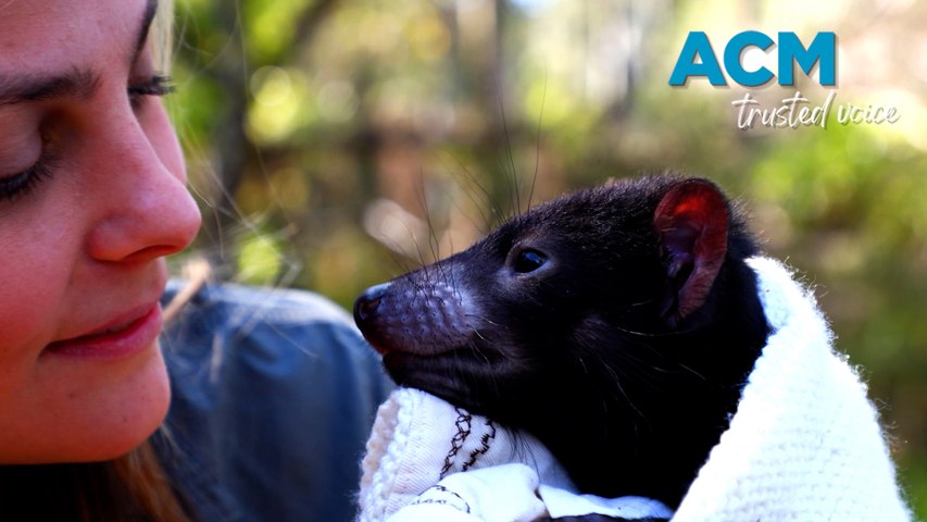 'Full circle of life': Aussie Ark welcomes Tasmanian devil home | The ...