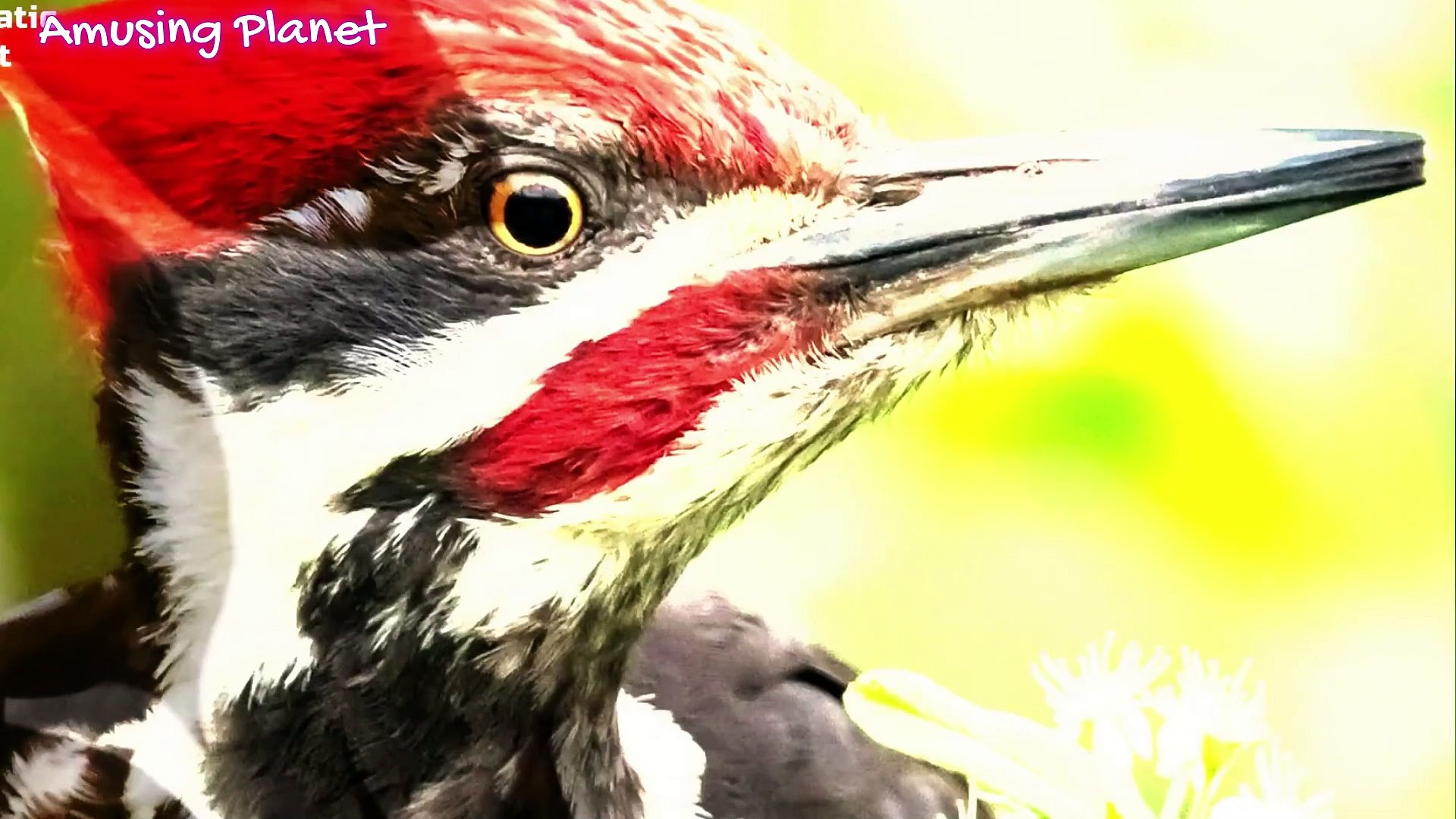 Pileated Woodpecker Sounds