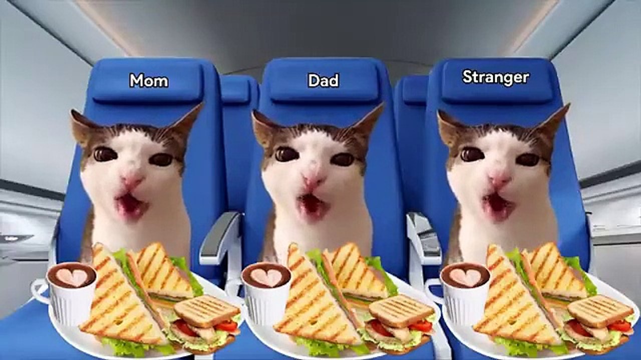 Cat Memes Roadtrip Vacation Compilation - video Dailymotion