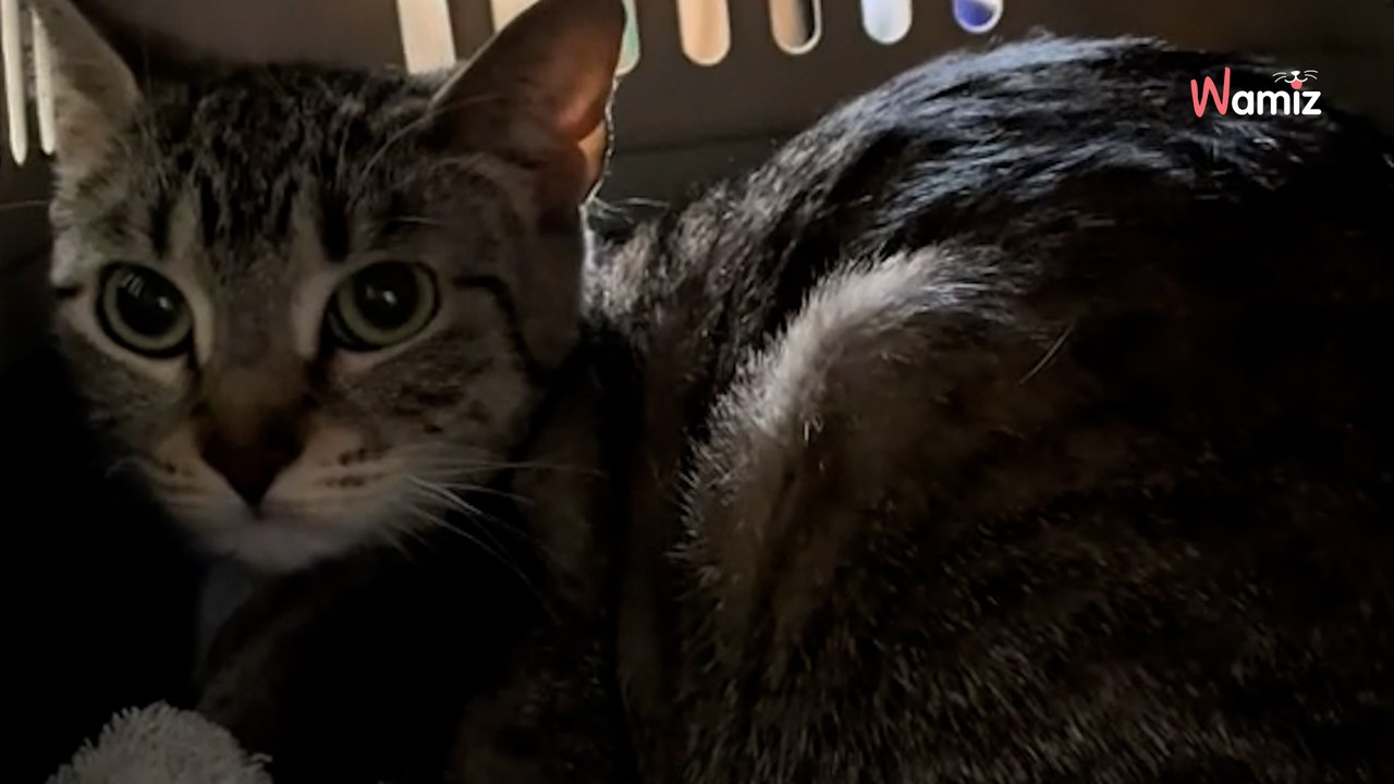 CCTV captures shocking moment cat is tossed into cat cafe by her owner ...