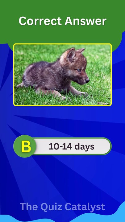 Wolf Pup Quiz: 4 Questions Only TRUE Animal Lovers Can Ace! 🐺👀 ...