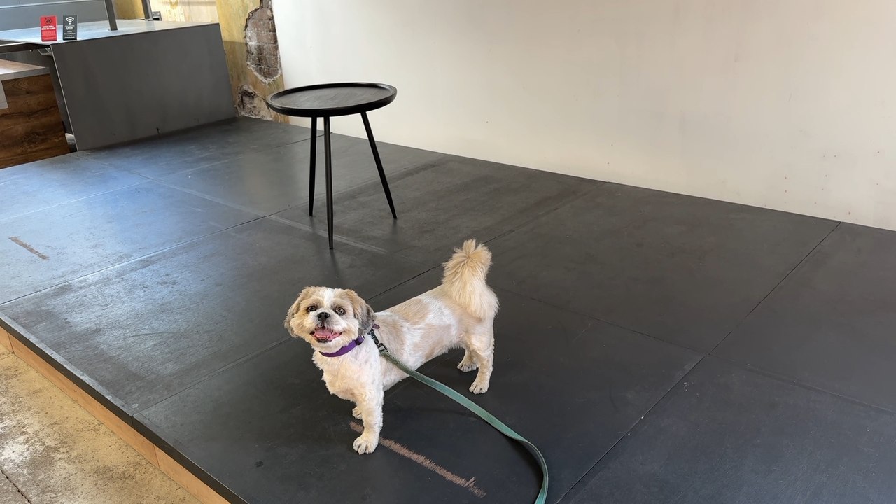 Dog-friendly Manchester: The Social Refuge and Dog Shop MCR - video ...