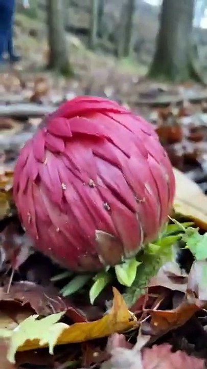 Amazing Floral flower 🌺 in the World 🌎 - video Dailymotion