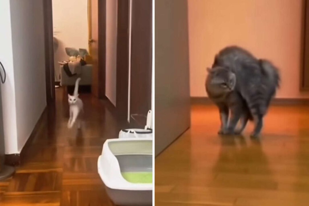 Hilarisch filmpje: katten verrassen met bizarre loopjes - Video Dailymotion