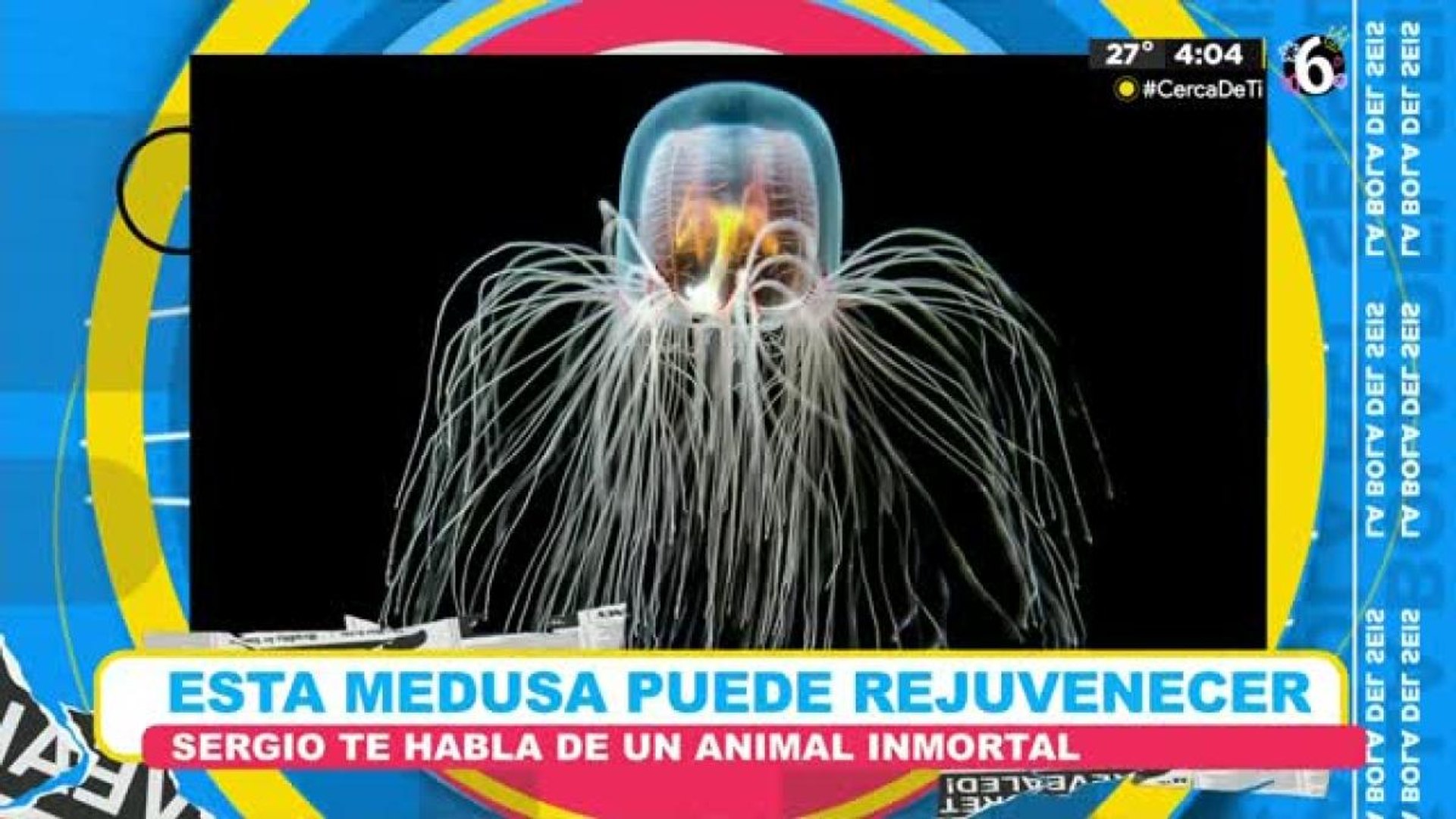 Frases De Amor Sobre Las Medusas