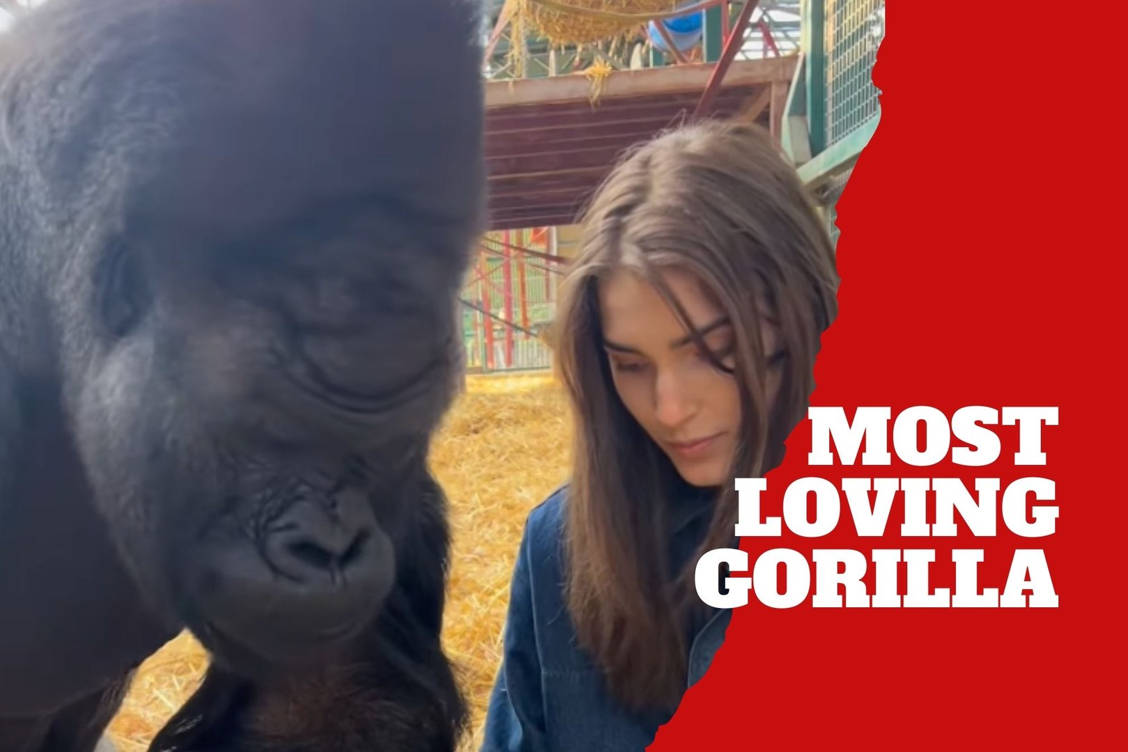 A lovely interaction! Gorilla Kifu melts hearts with his affection towards his rescuer - MARCA ...