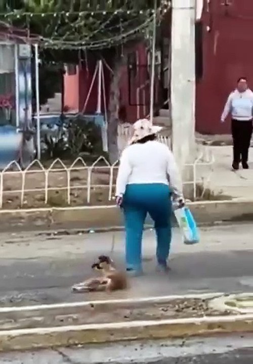 perrito desmayado - Vídeo Dailymotion