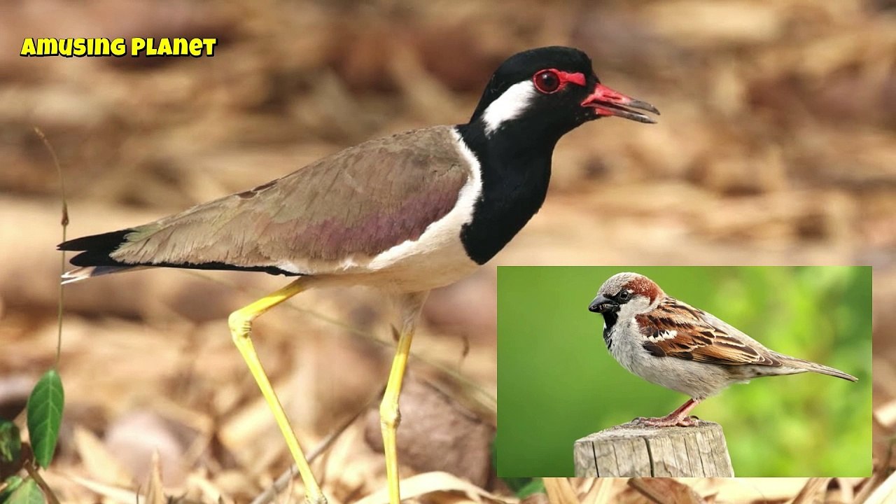Common Sparrow and Red Wattled Lapwing Call - video Dailymotion