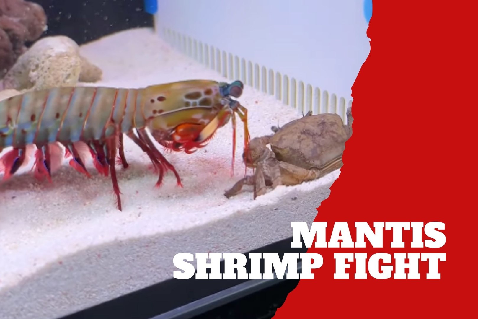 Nature?s weapon! Mantis shrimp takes on crab in tiny tank showdown ...