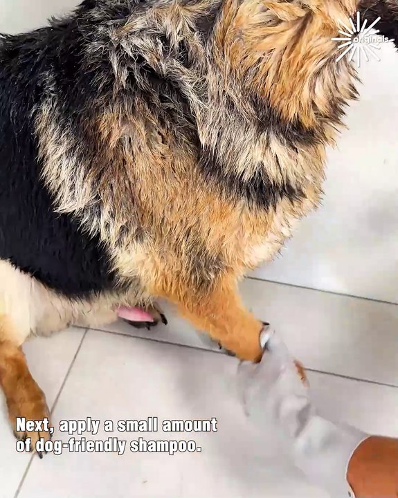 ASMR dog washing time! 🐶 - video Dailymotion