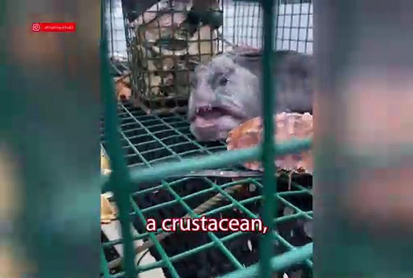 Fisherman accidentally catches mysterious fish while looking for crabs ...
