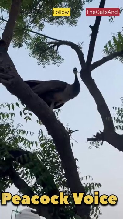 Female Peacock Sounds | Peacock Mating Call | #foryou #peacock #sound ...