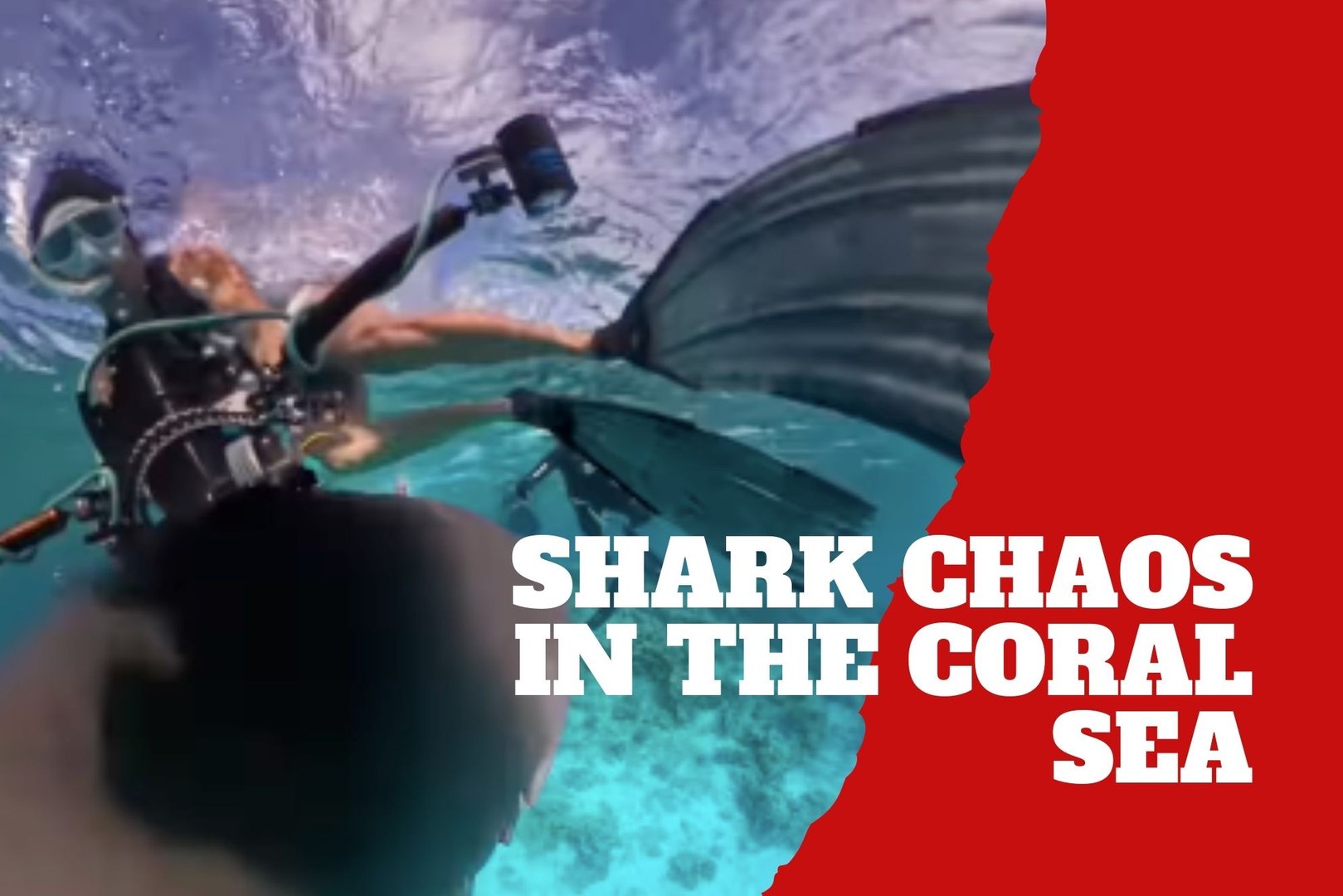 Diver gets swarmed by sharks during underwater shoot - MARCA TV English