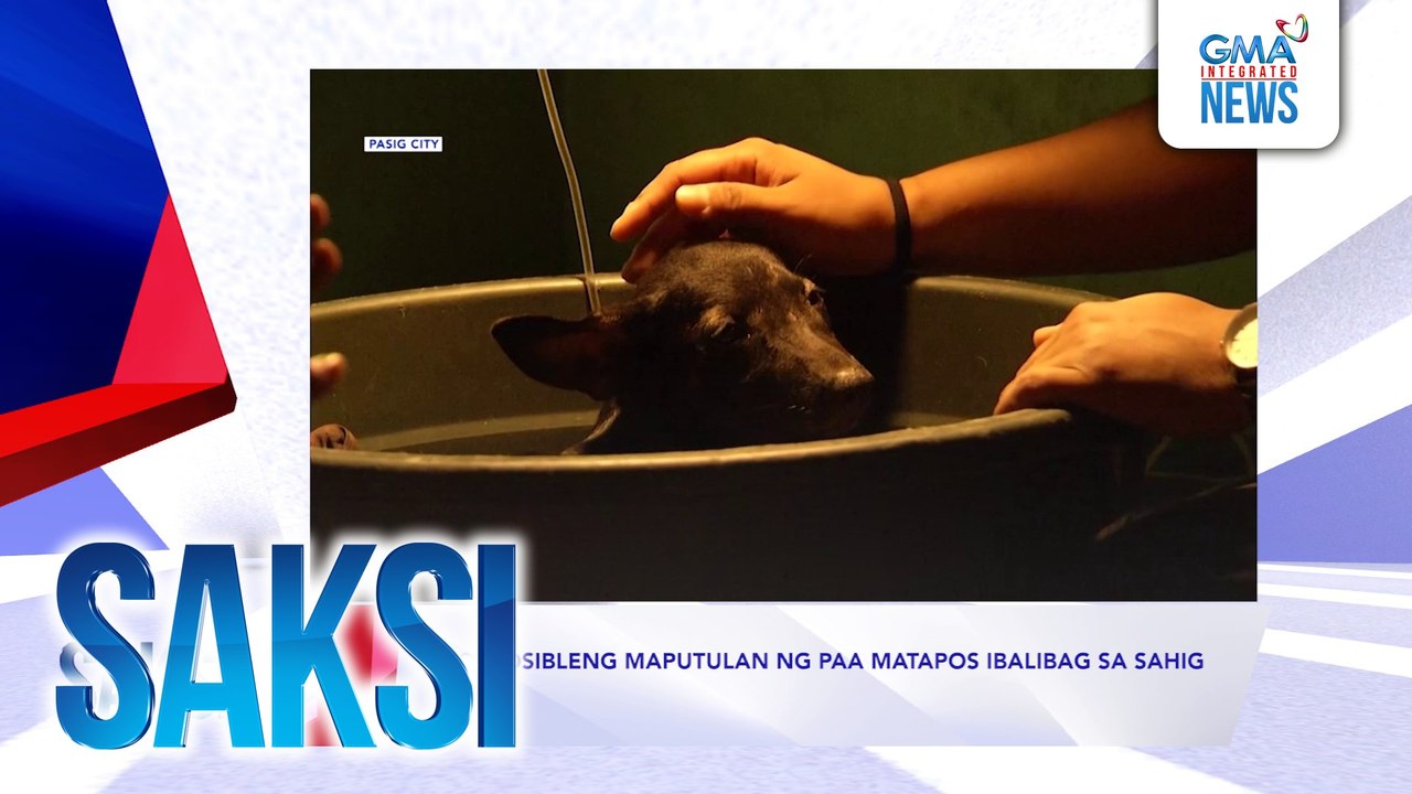 Saksi Recap: Aso, posibleng maputulan ng paa matapos ibalibag sa sahig ...